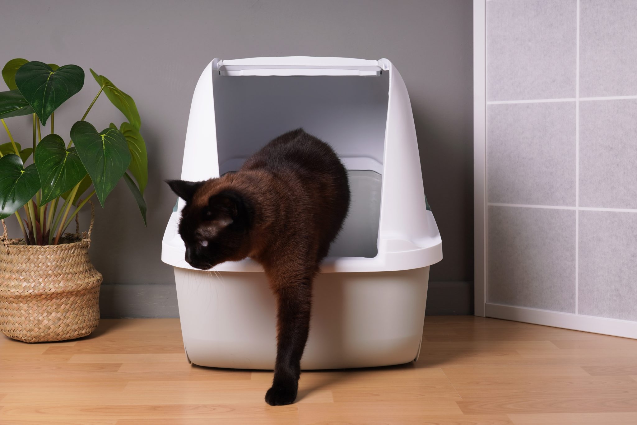 Katzenklo Riecht Nach Ammoniak